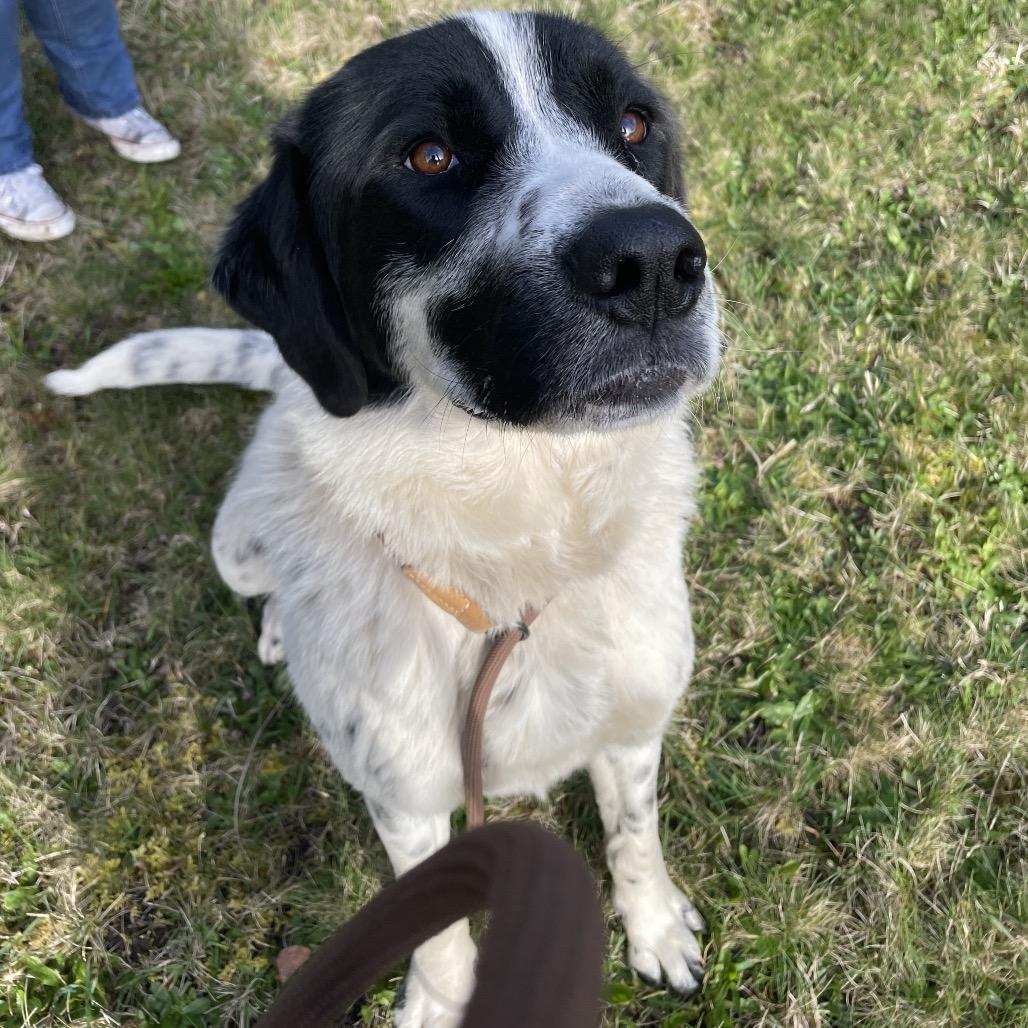 Dog for adoption - Tova, a Great Pyrenees & Newfoundland Dog Mix in ...