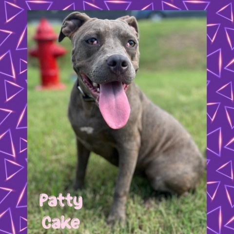 Dog for adoption - Patty Cake - MI, a Boxer Mix in Ferndale, MI | Petfinder