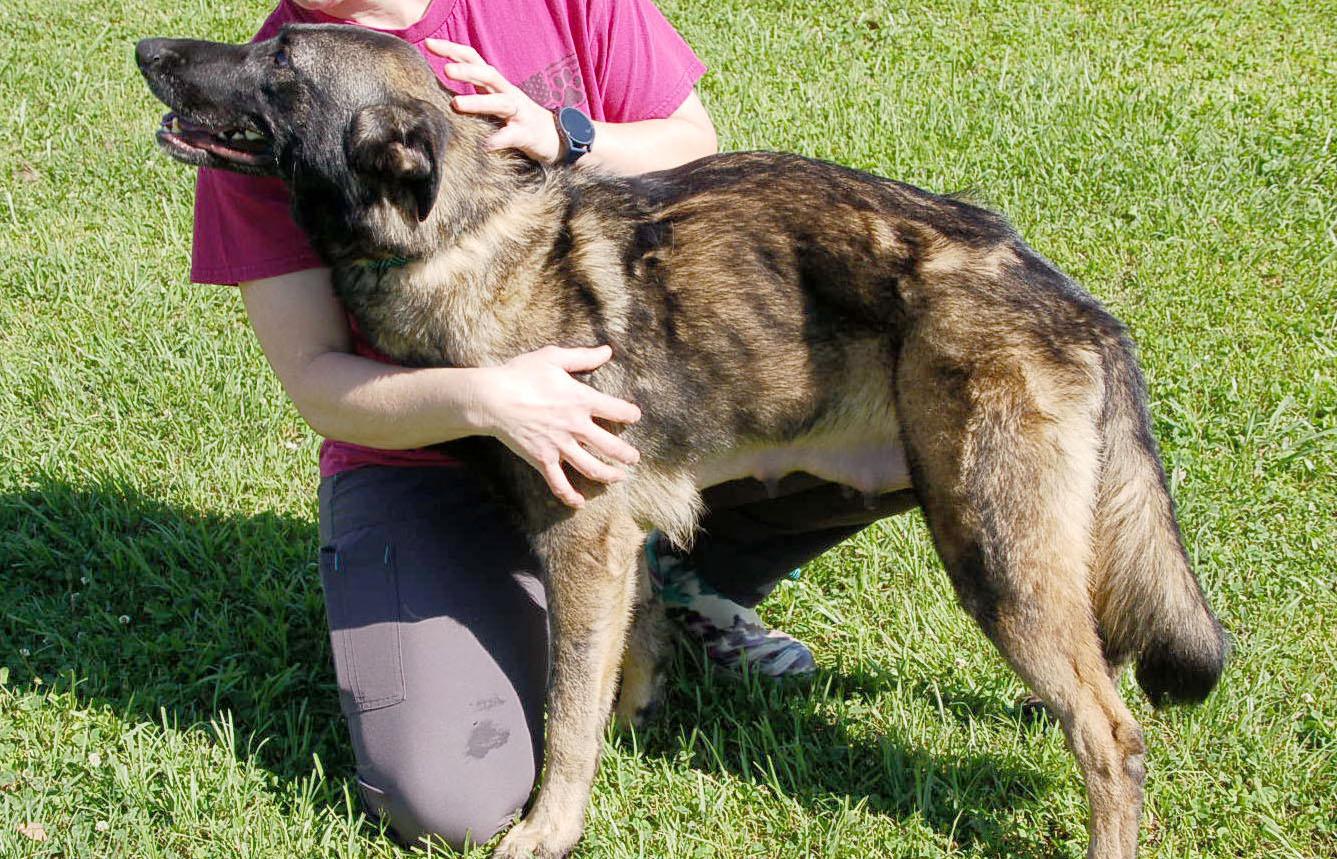 Dog for adoption - FELICIA, a German Shepherd Dog in Preston, CT ...