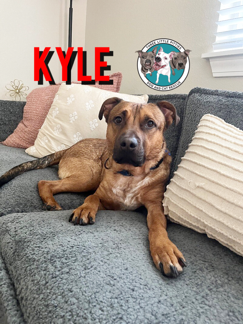 Dog for adoption - Kyle Tucker Your Family Boy, a Golden Retriever ...