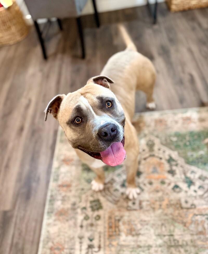 Dog for adoption - Qbert Hubert the lovable goofy goober, an American ...