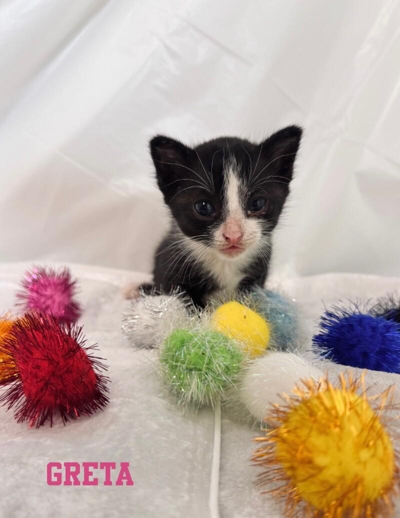 Cat for adoption - Gretta Burnham, a Tabby Mix in Minneapolis, MN ...