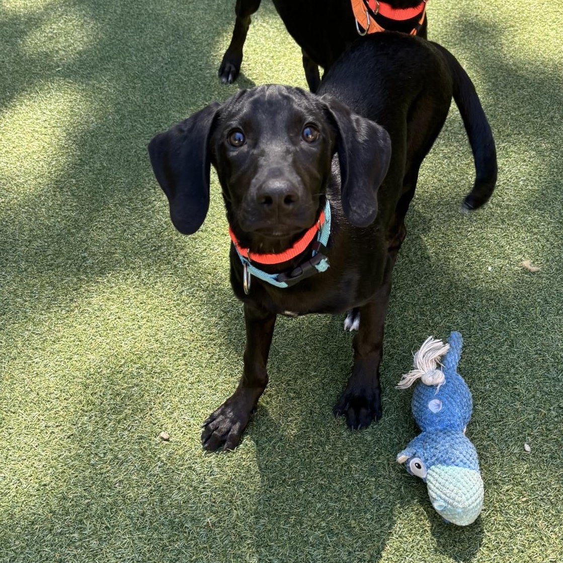 Dog for adoption - Chipper, a Black Labrador Retriever Mix in Pembroke ...