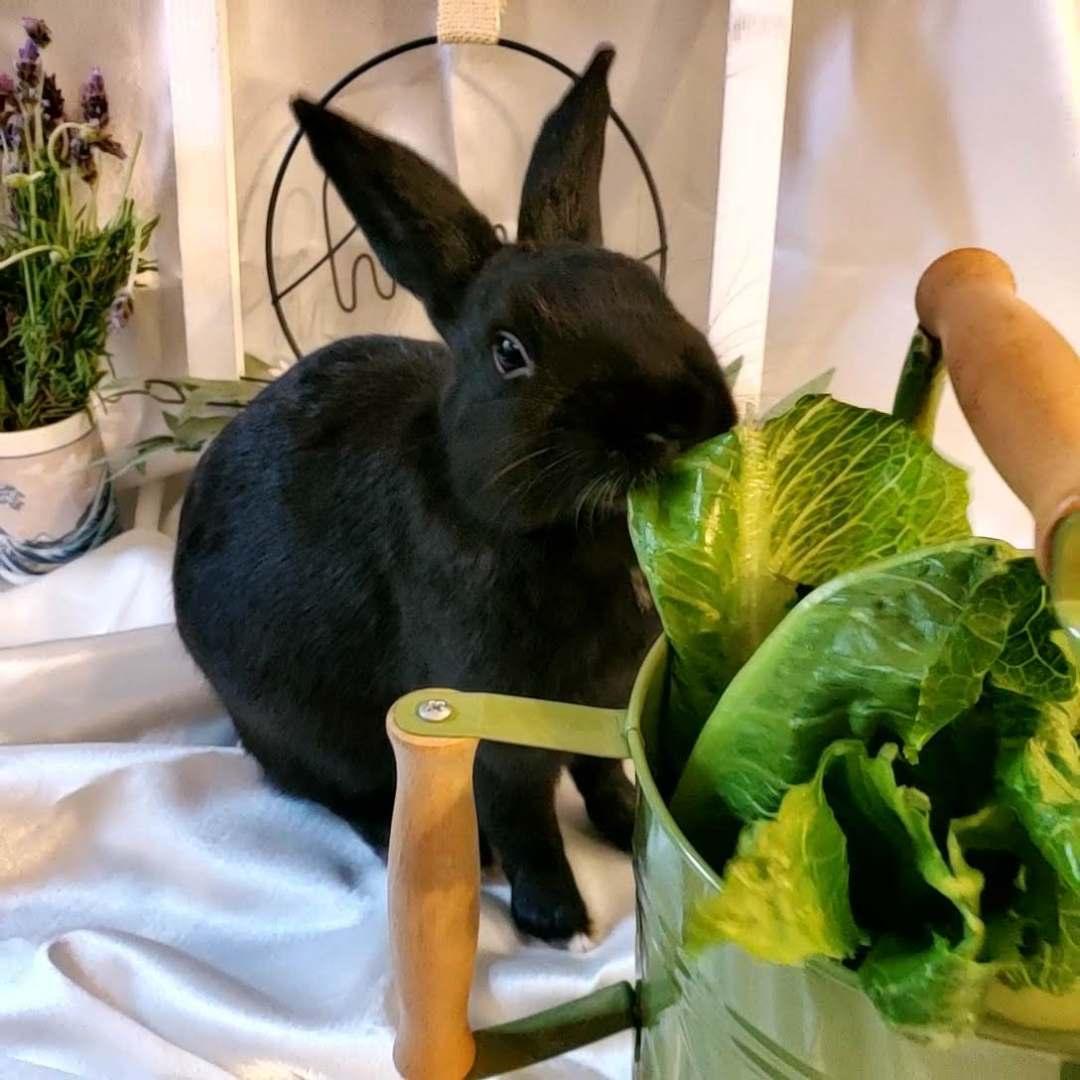 Rabbit for adoption - Pickle, a Havana in Los Angeles, CA | Petfinder