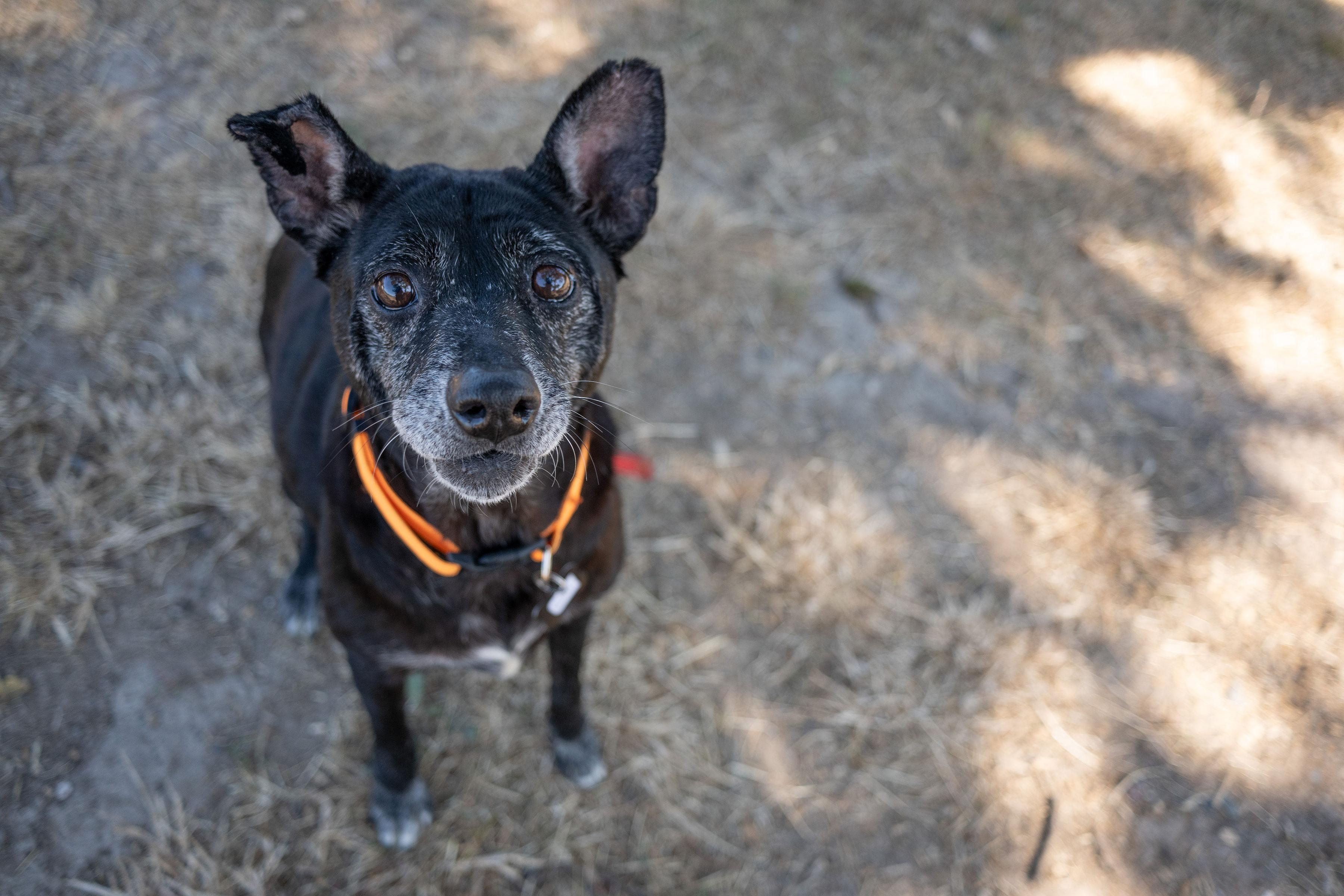 Dog for adoption - Violeta, a Terrier Mix in Santa Rosa, CA | Petfinder