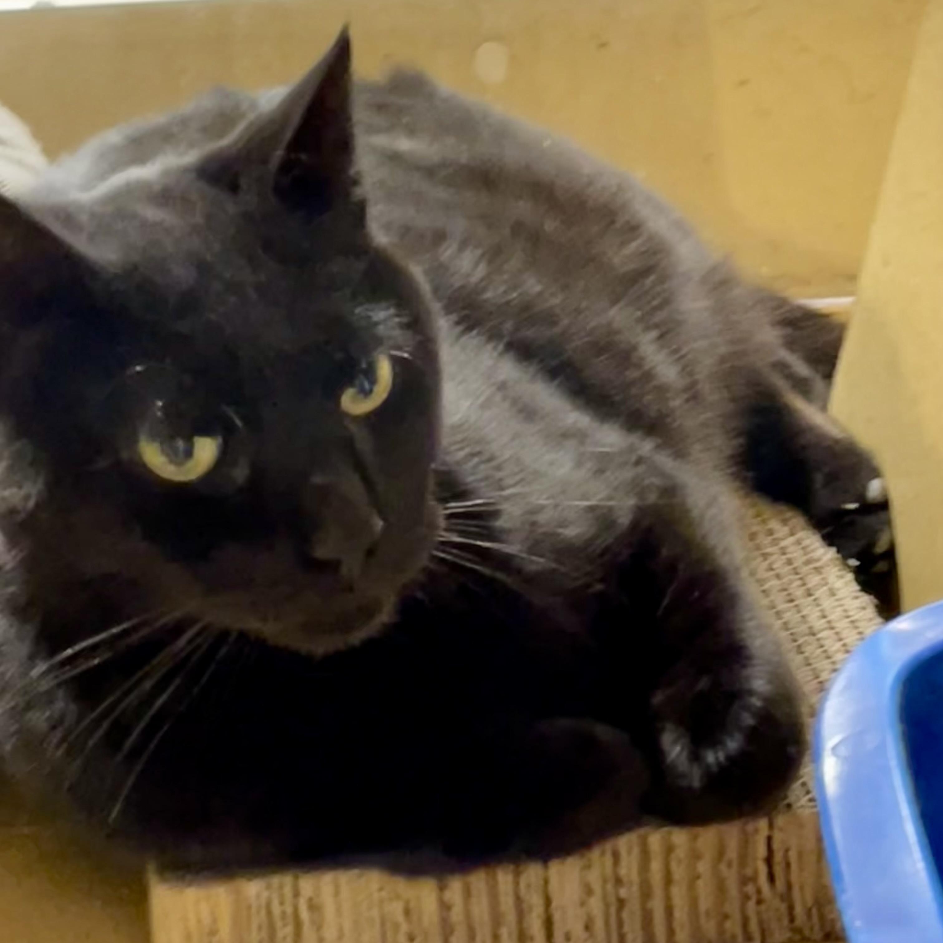 Cat Adoption in Bronx NY - Bronx Tails