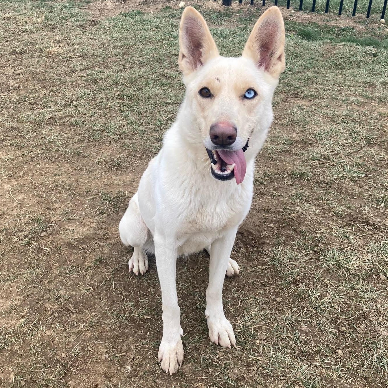 Dog for adoption - Cyclone - Sponsored Adoption, a Husky & German ...
