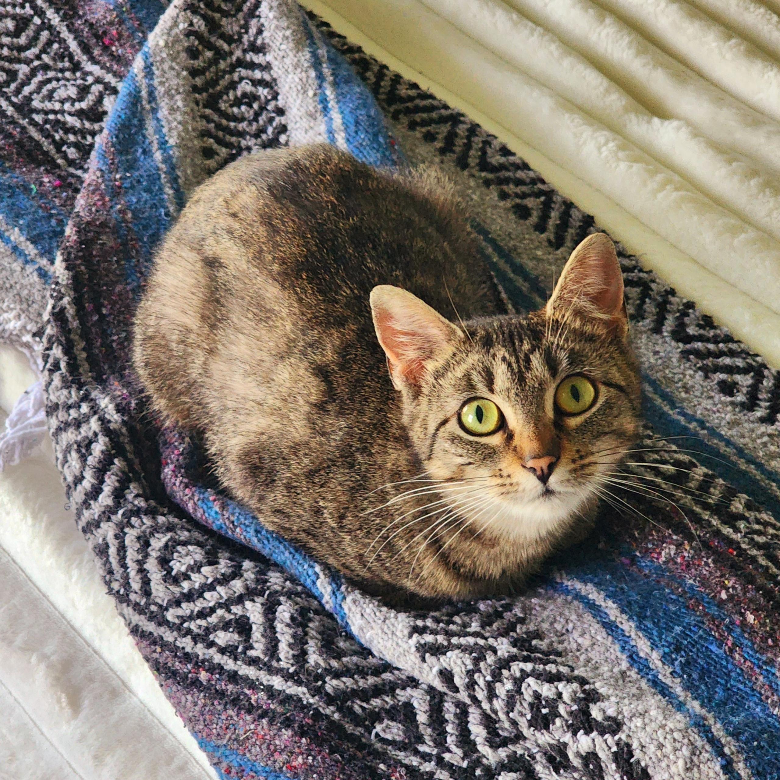 Cat for adoption - Clover, a Domestic Short Hair in Woodinville, WA ...