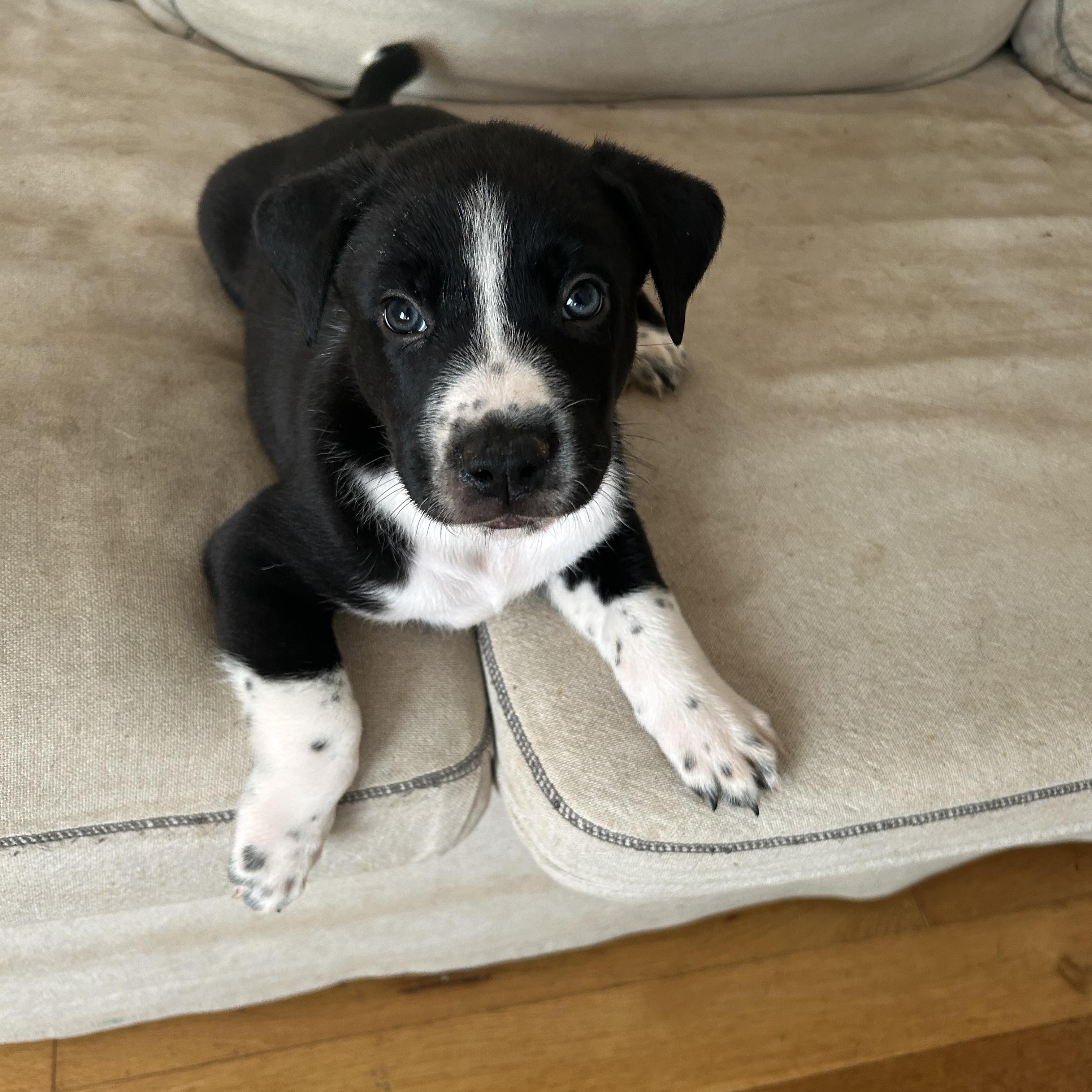 Dog for adoption - Pluto, a Siberian Husky Mix in Denver, CO | Petfinder