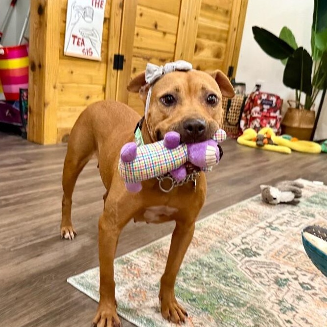 Dog for adoption - Susan the pretty pocket pittie, a Pit Bull Terrier ...