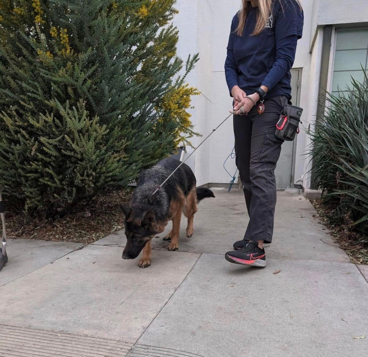 Dog for adoption - BROWNIE, a German Shepherd Dog in Rockdale, TX ...