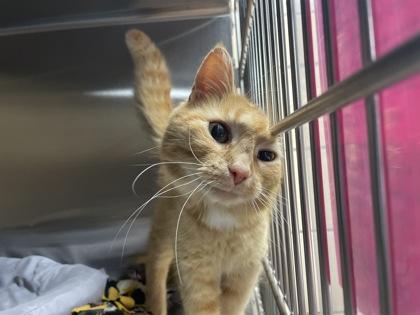 Cat for adoption - Creamy, a Domestic Short Hair in Renfrew, PA | Petfinder