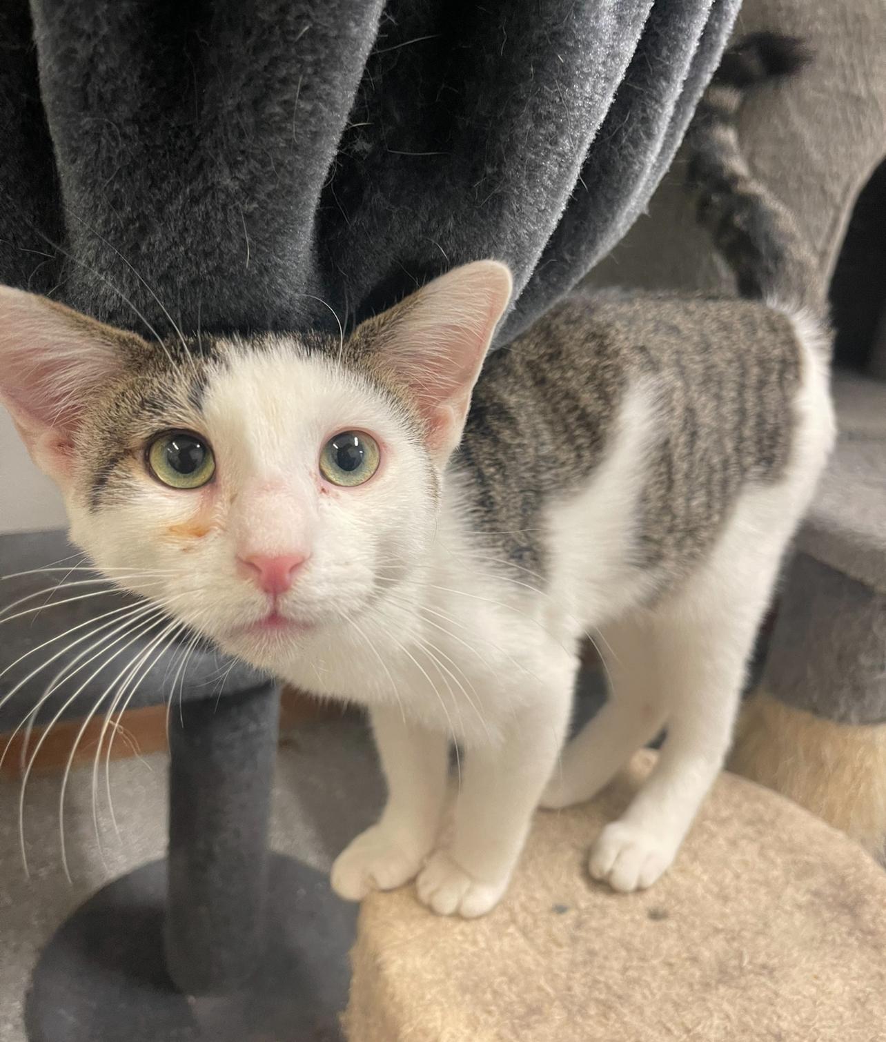 Cat for adoption - Turbo, a Domestic Short Hair in Indiana, PA | Petfinder