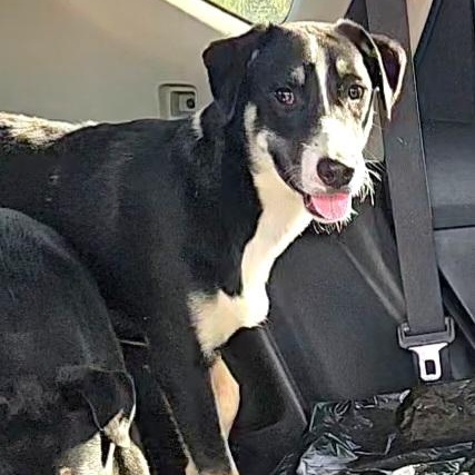 Dog for adoption - Benson, a Labrador Retriever & Husky Mix in Portland ...