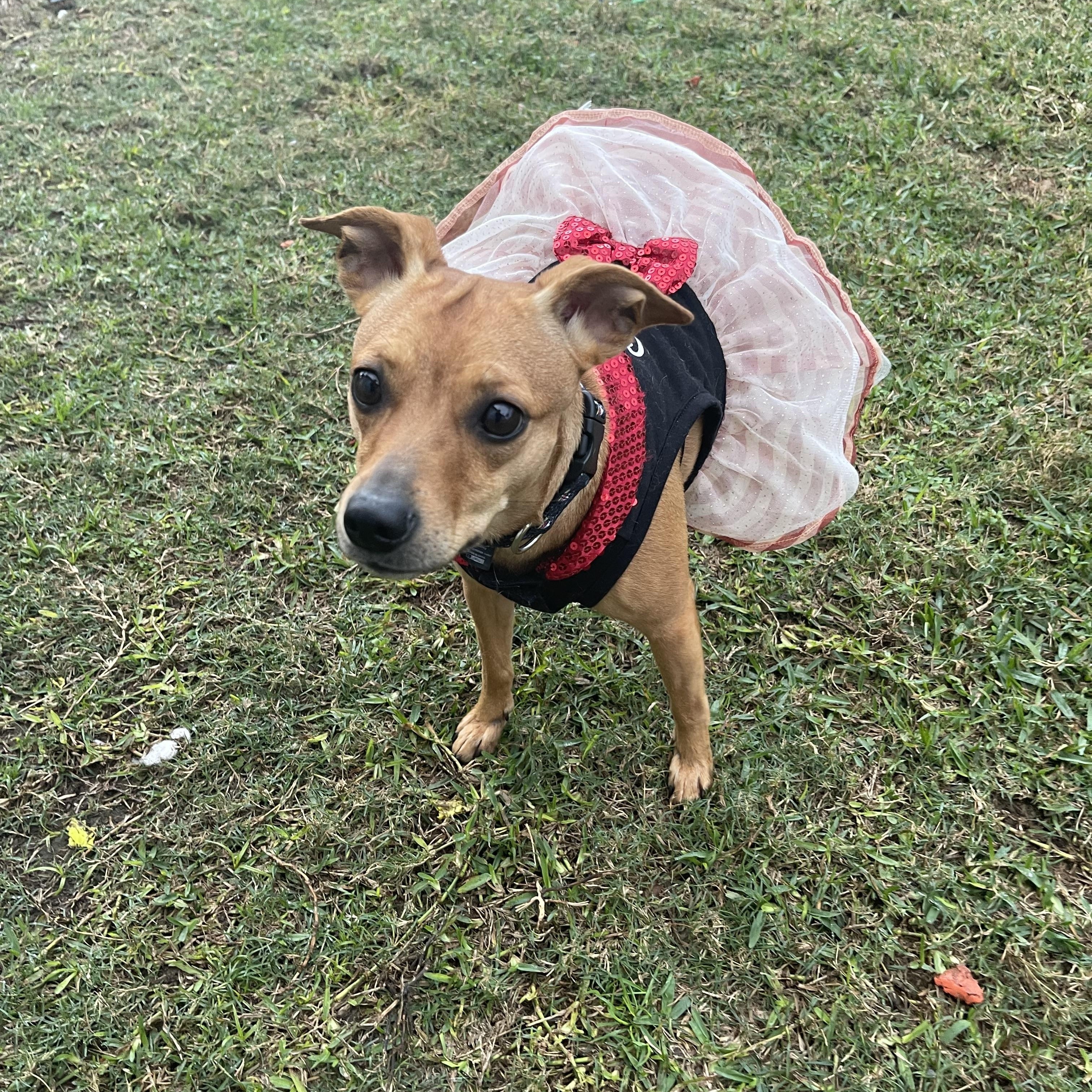 Dog for adoption - Bambi (Bonded with Champee), a Chihuahua Mix in ...