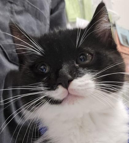 Cat for adoption - Mortimer Goth, a Domestic Medium Hair in Sacramento ...