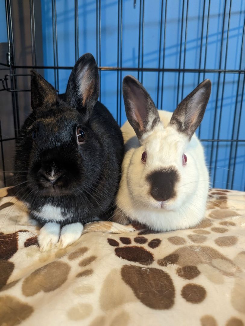 Rabbit for adoption - Fava and Pigeon Pea, a Dutch & Himalayan Mix in ...
