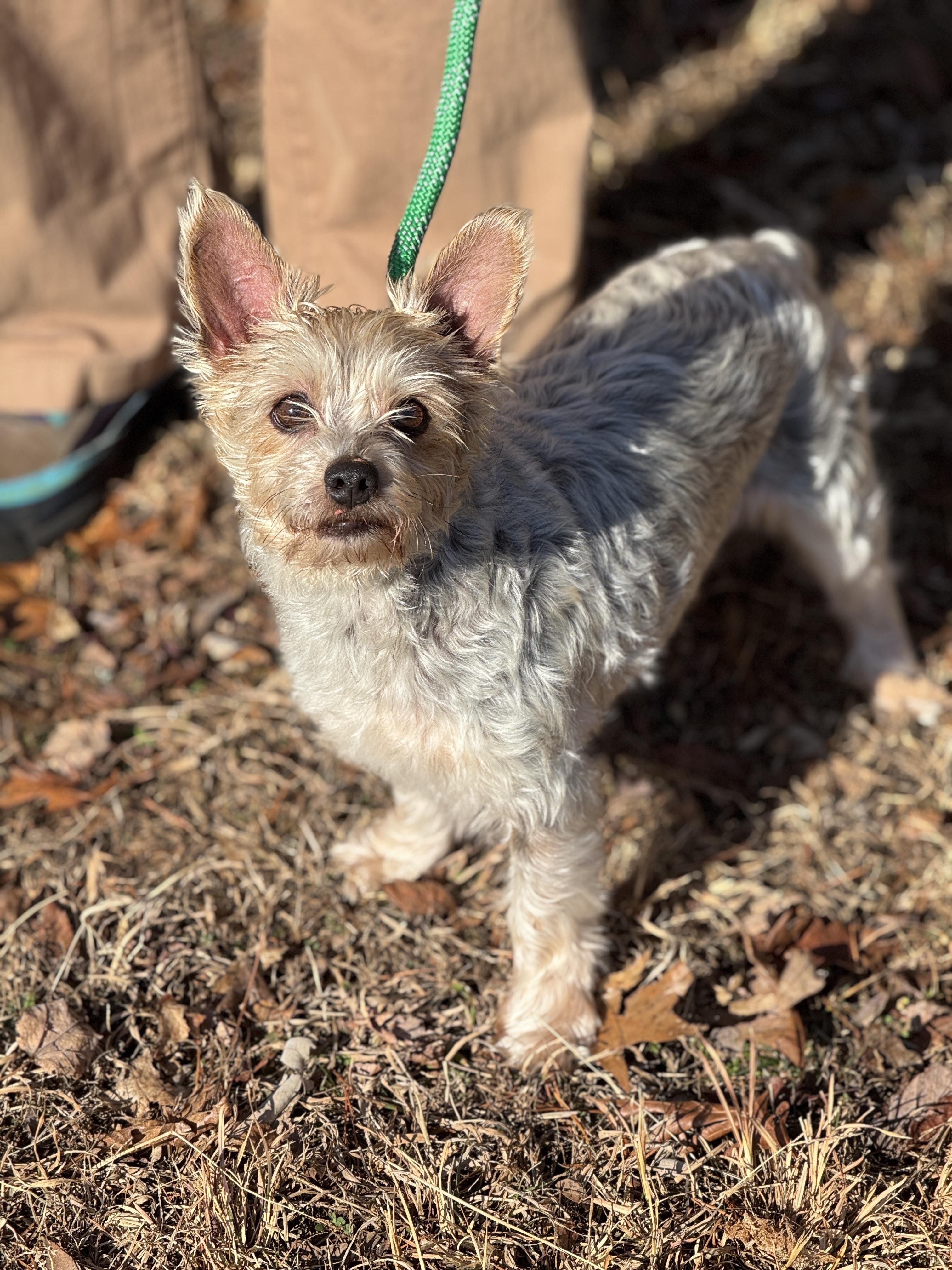 Ruger - Adoptable Pet | Petfinder | Petfinder