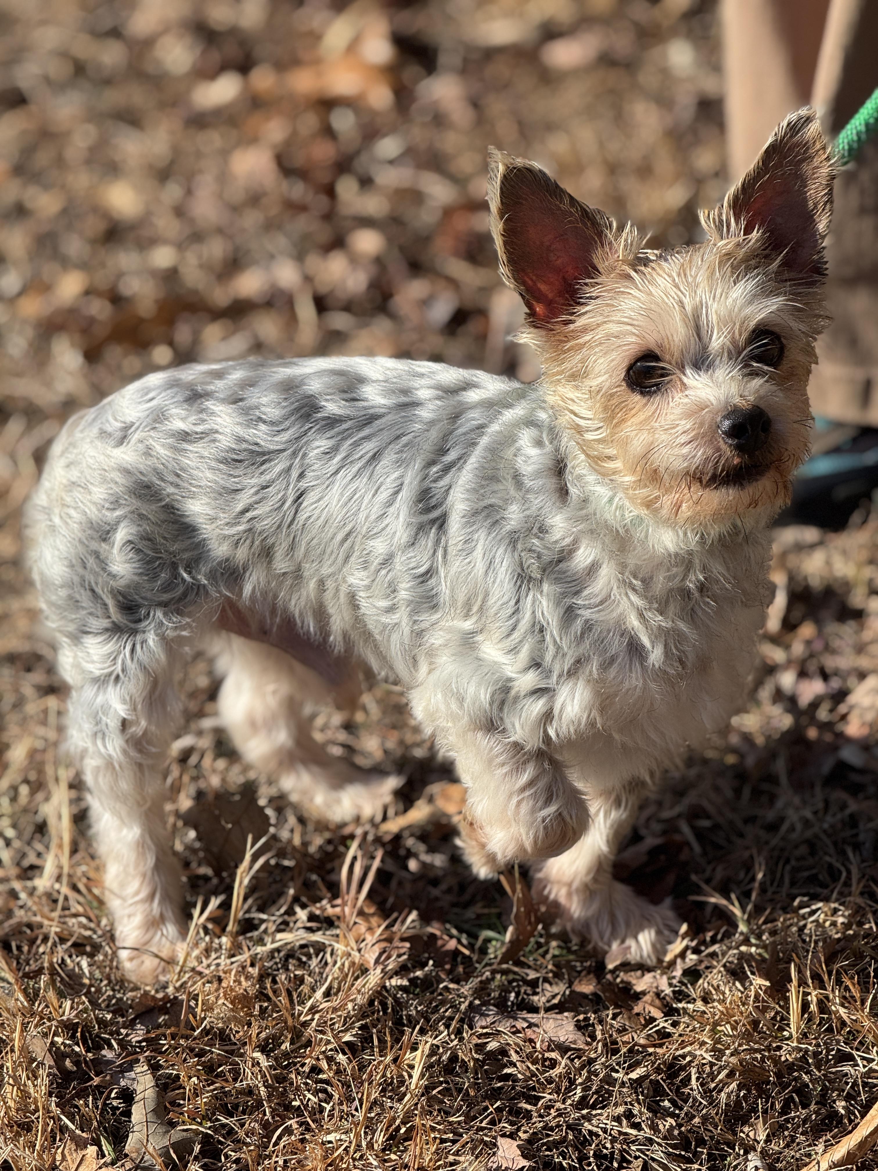 Ruger - Adoptable Pet | Petfinder | Petfinder