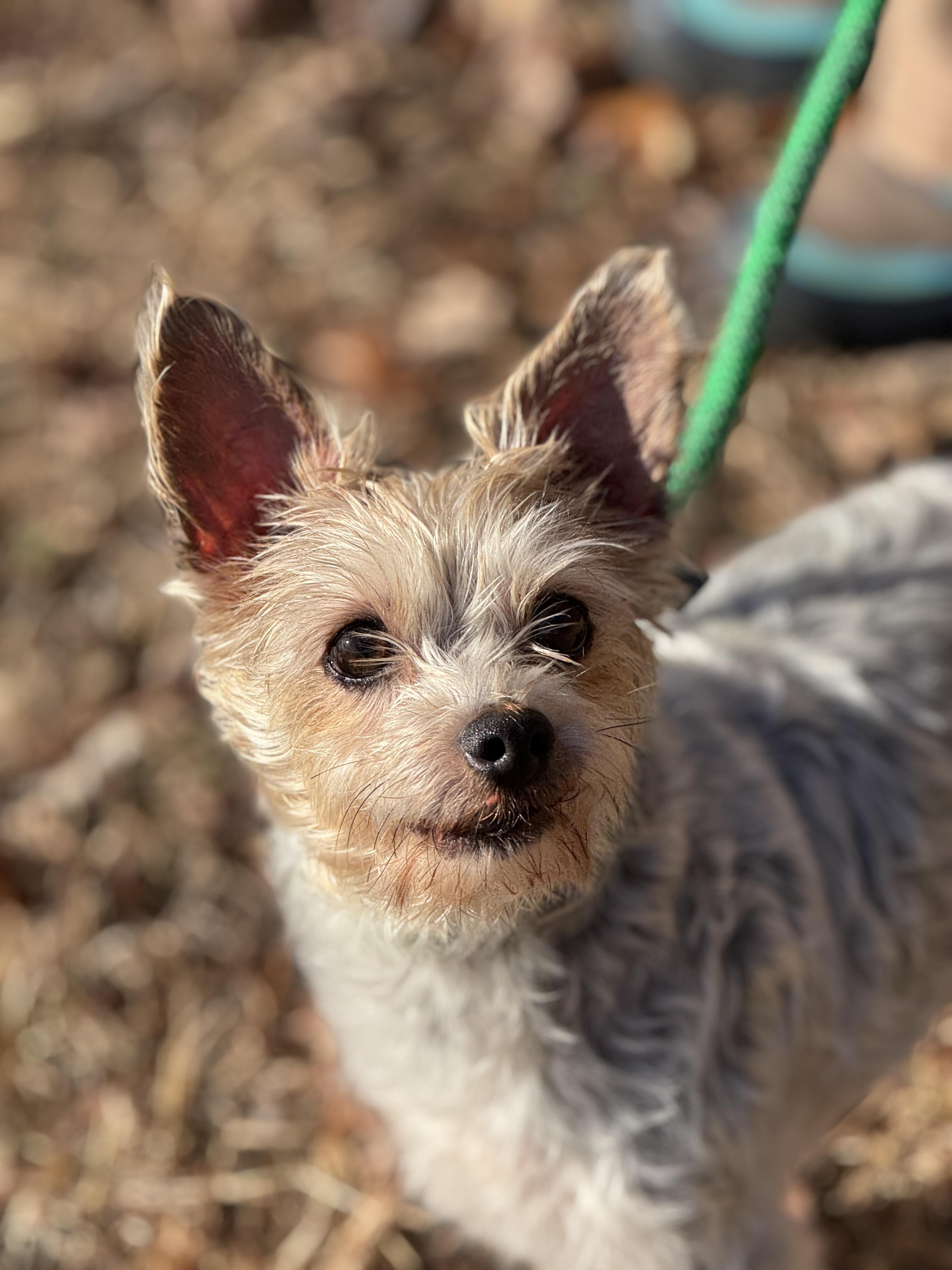 Ruger - Adoptable Pet | Petfinder | Petfinder