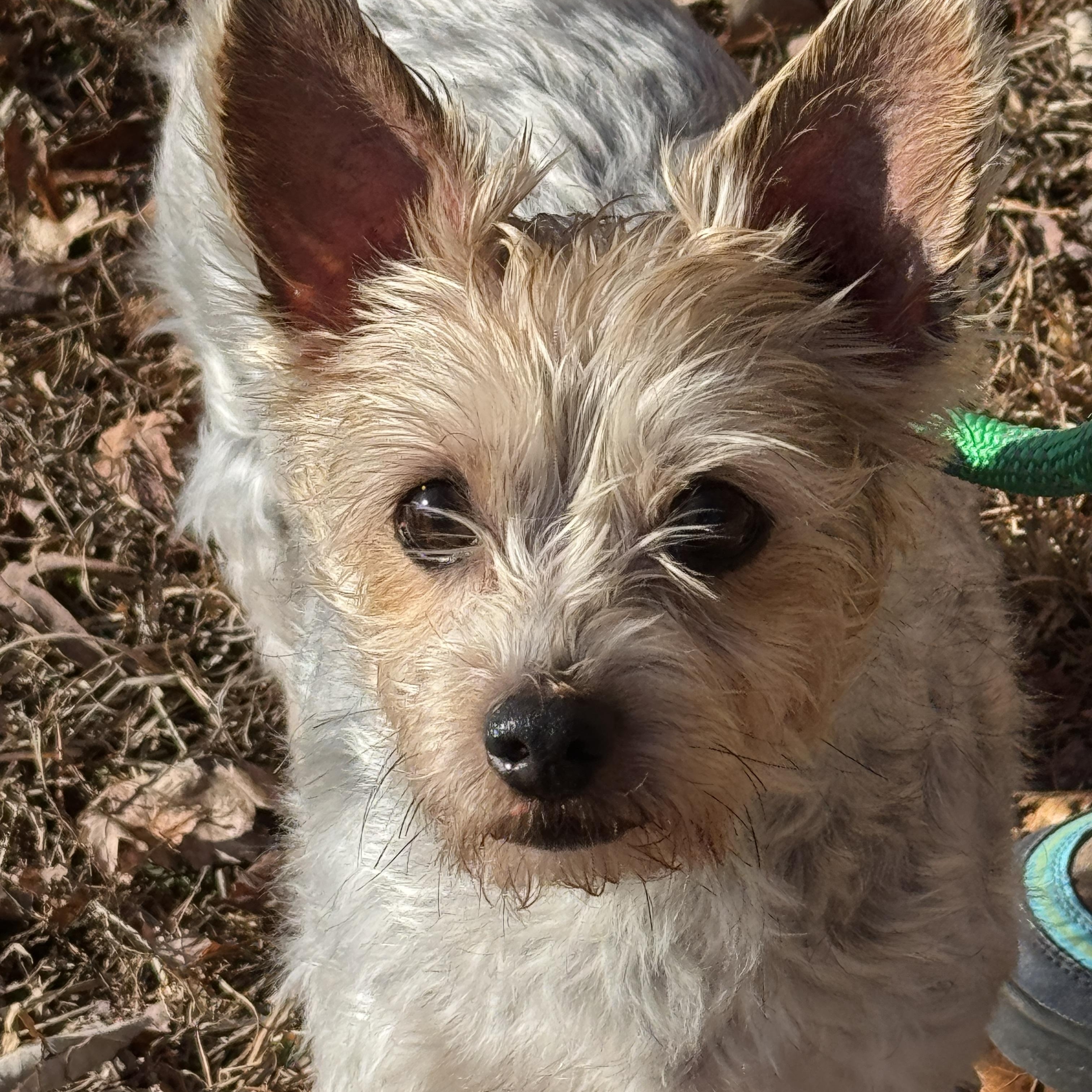 Ruger - Adoptable Pet | Petfinder | Petfinder