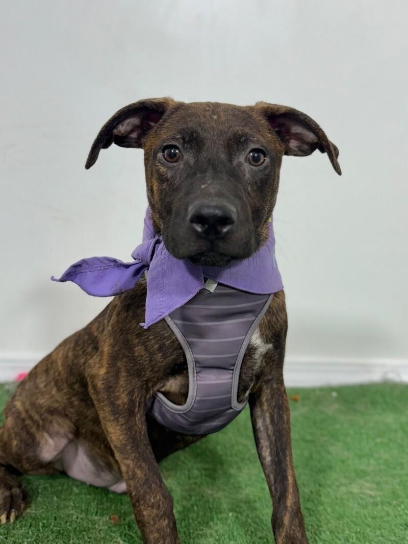 Dog for adoption - Jimmy Kibble, a Plott Hound & Mountain Cur Mix in ...
