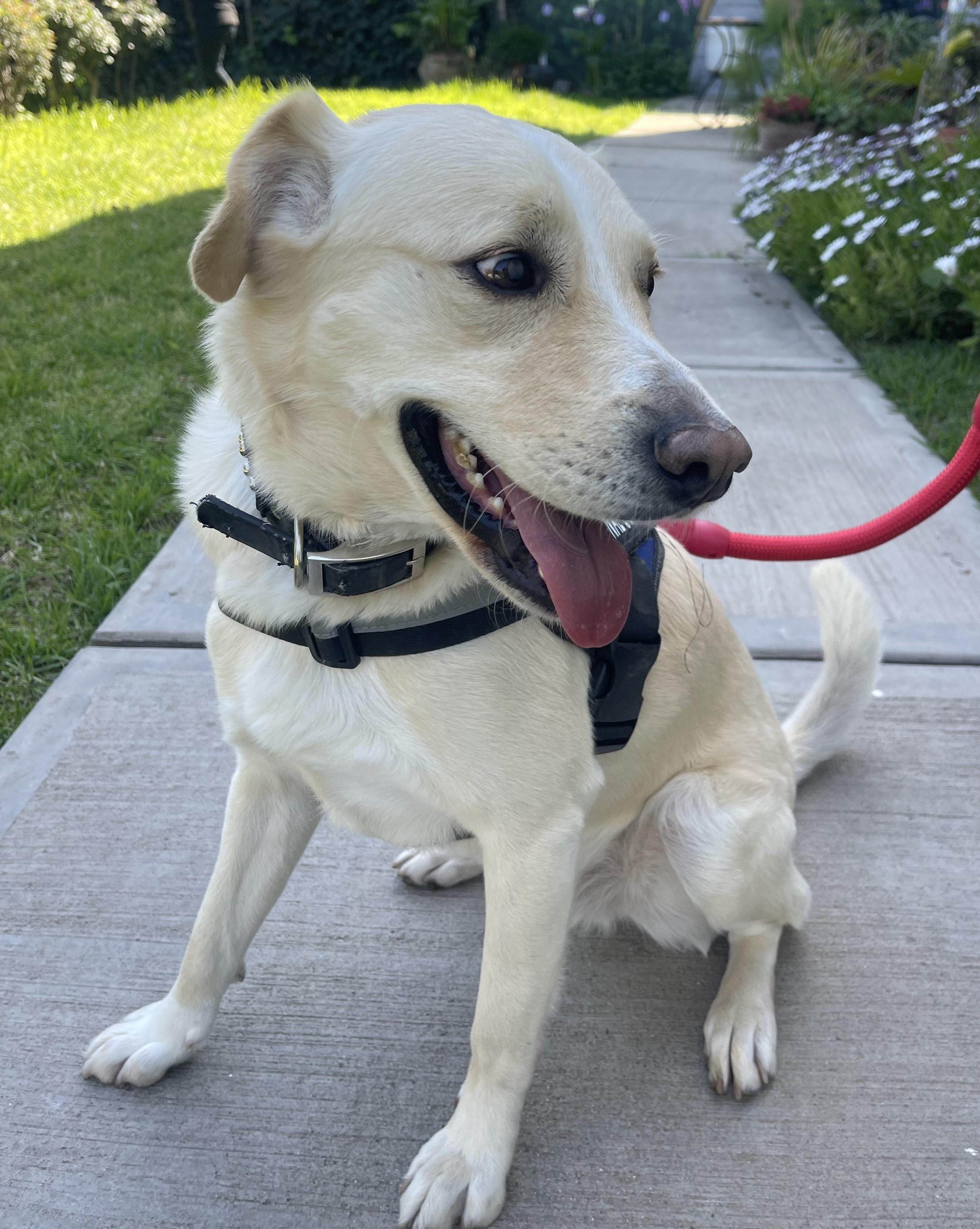 Dog for adoption - DANTE, a Labrador Retriever Mix in Bell Gardens, CA ...