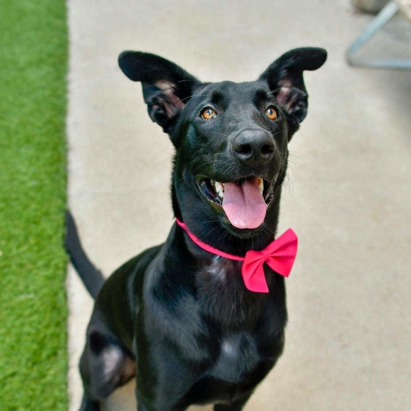 Denton Animal Shelter Petfinder