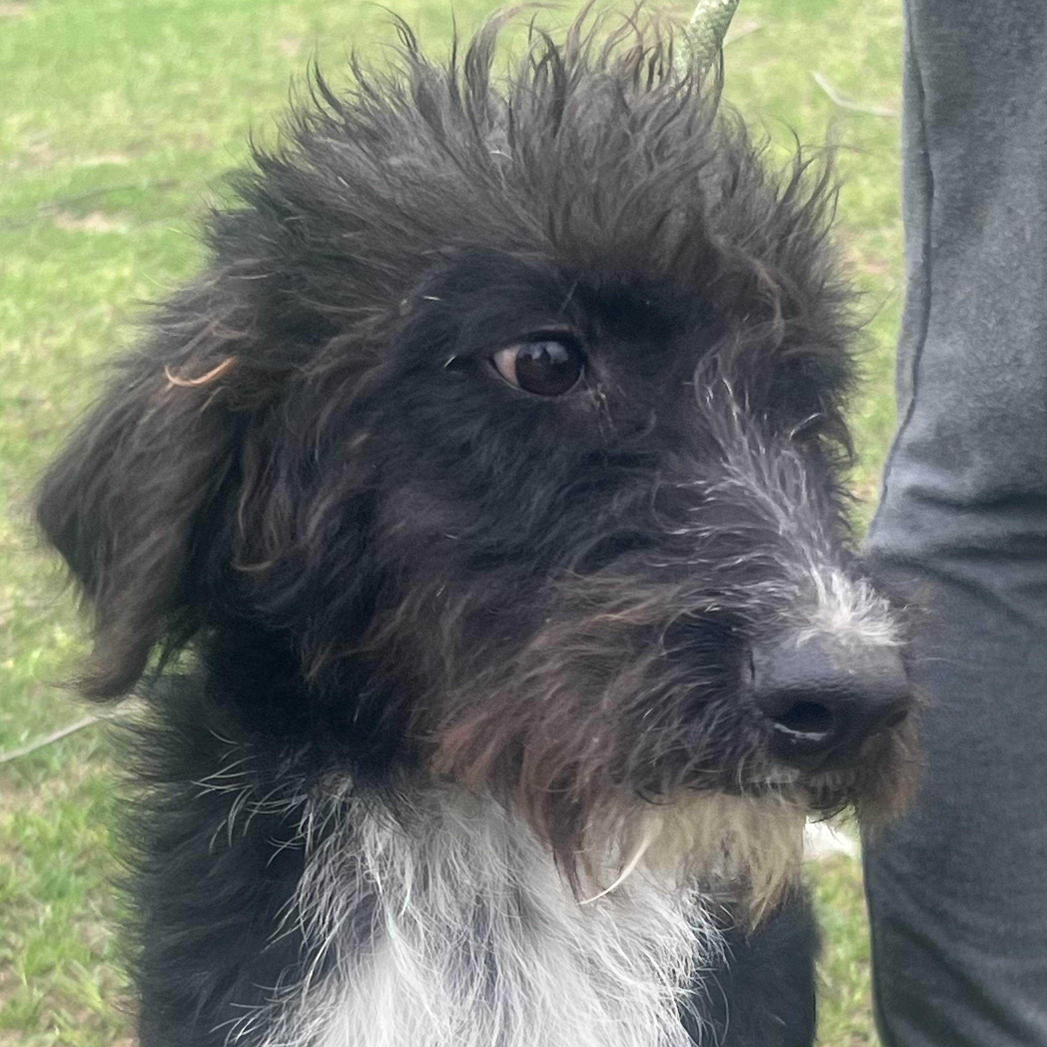 Dog for adoption - Reagan - Local March 28 - 30, a Poodle & Labradoodle ...