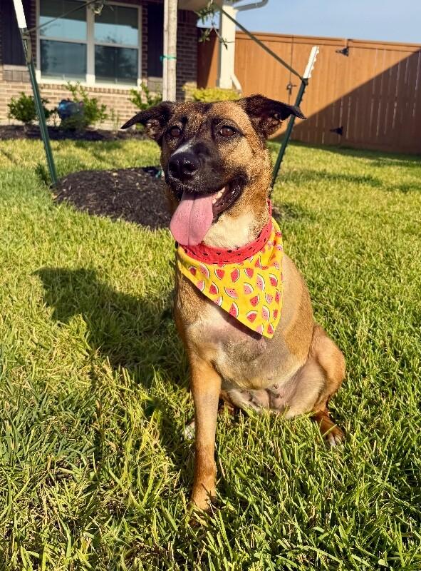 Dog for adoption - Violet Elise Tripod Princess, a German Shepherd Dog ...