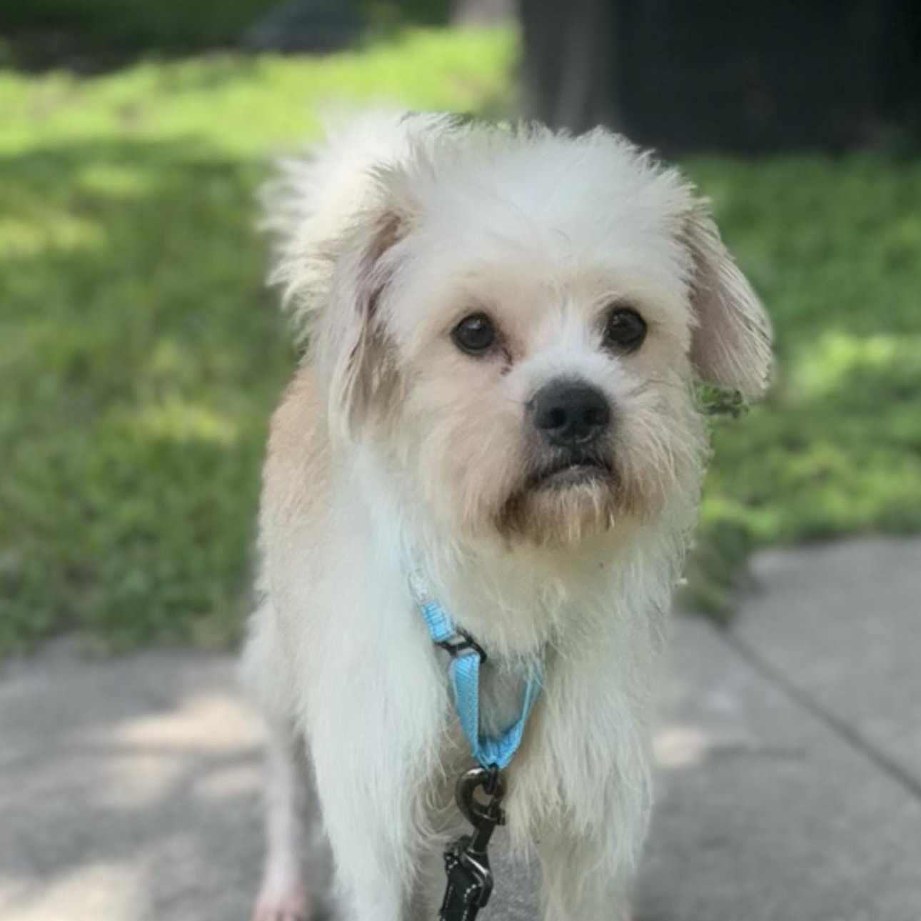 Dog for adoption - Fierce - Local June 27-29, a Brussels Griffon ...