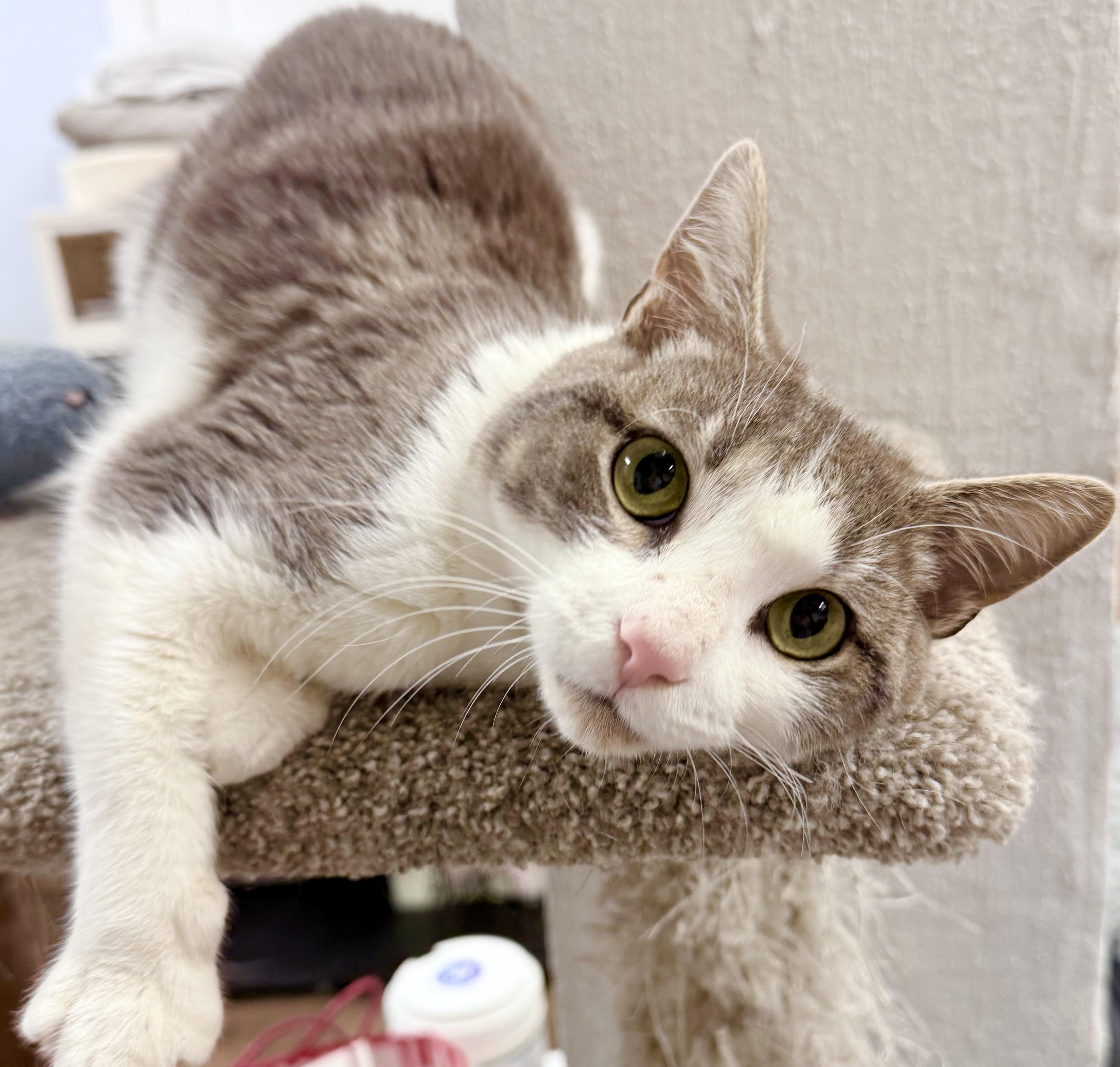 Cat for adoption - Albie, a Domestic Short Hair in Philadelphia, PA ...