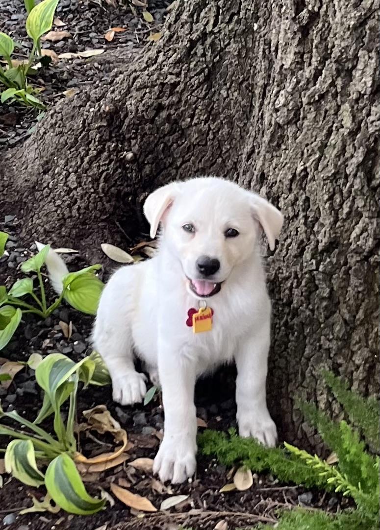 Dog for adoption - Mabel, a Shepherd Mix in Portland, OR | Petfinder