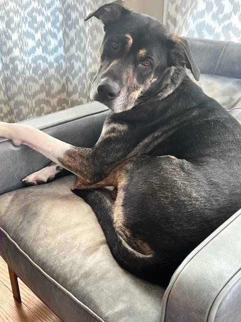 Dog for adoption - Pip, a Cattle Dog & Black Labrador Retriever Mix in ...