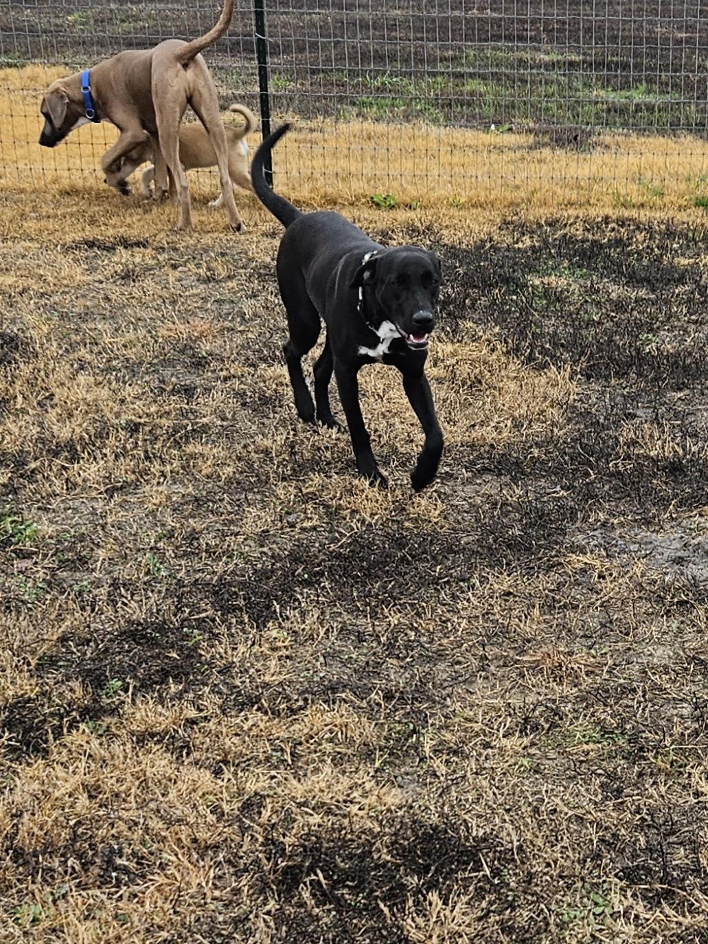 Dog for adoption - Colt, a Great Dane & Labrador Retriever Mix in ...