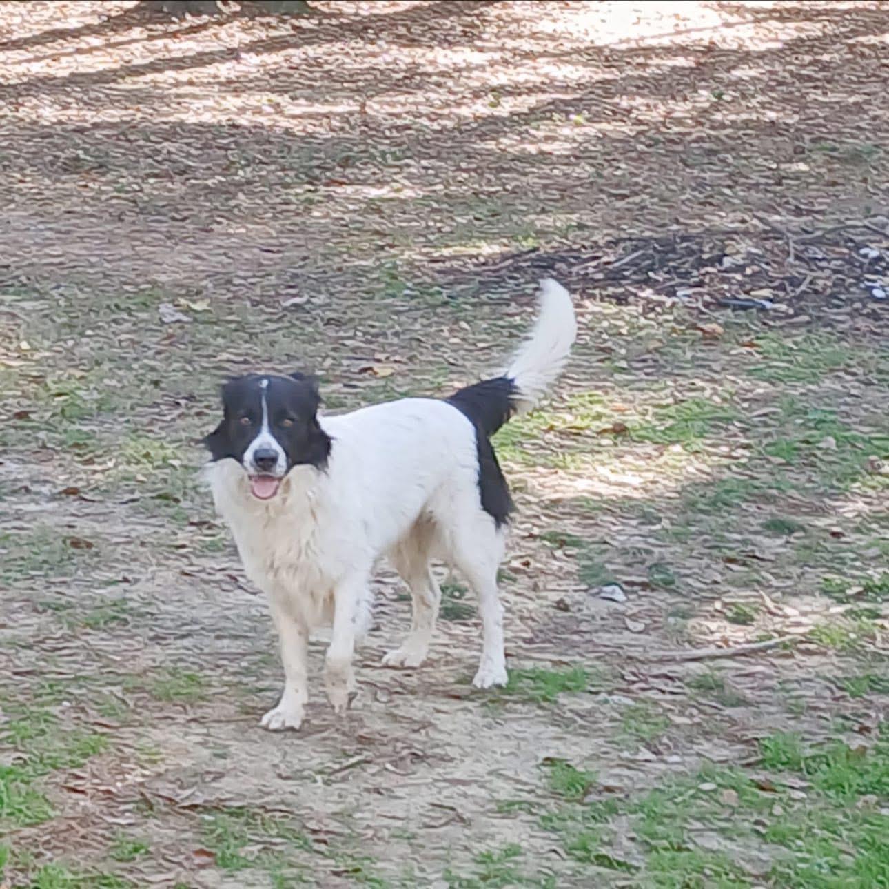 Dog for adoption - Buddy the border collie, a Border Collie in South ...