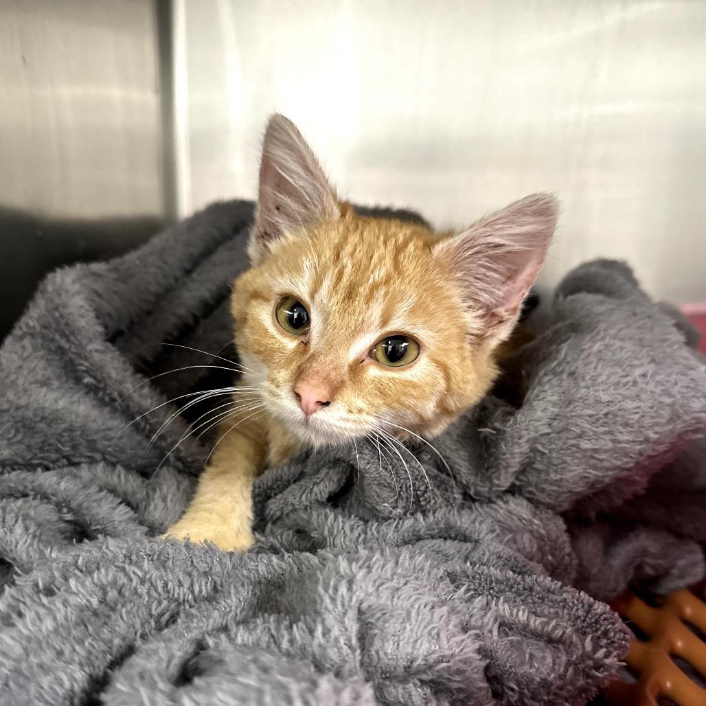 Cat for adoption - Gnash, a Domestic Short Hair in Sturtevant, WI ...