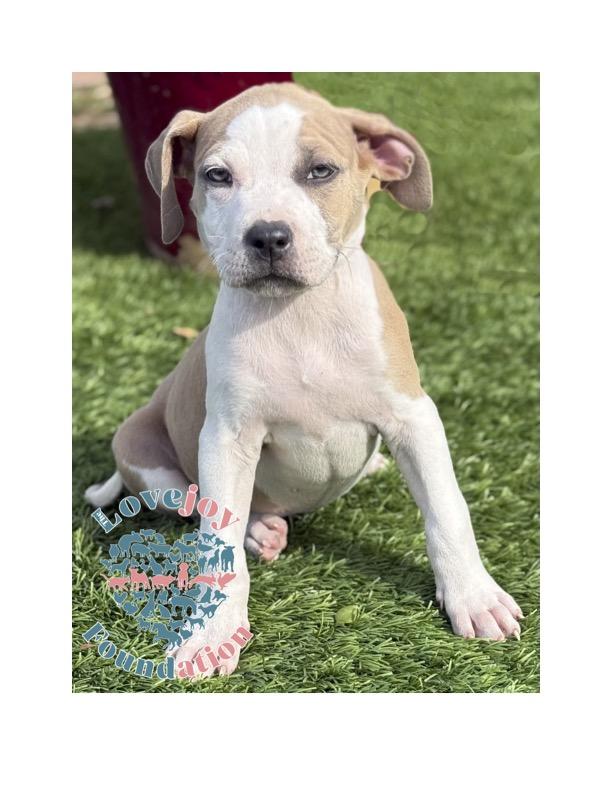 Dog for adoption - COH Loki Blu Litter, a Pit Bull Terrier in Inglewood ...