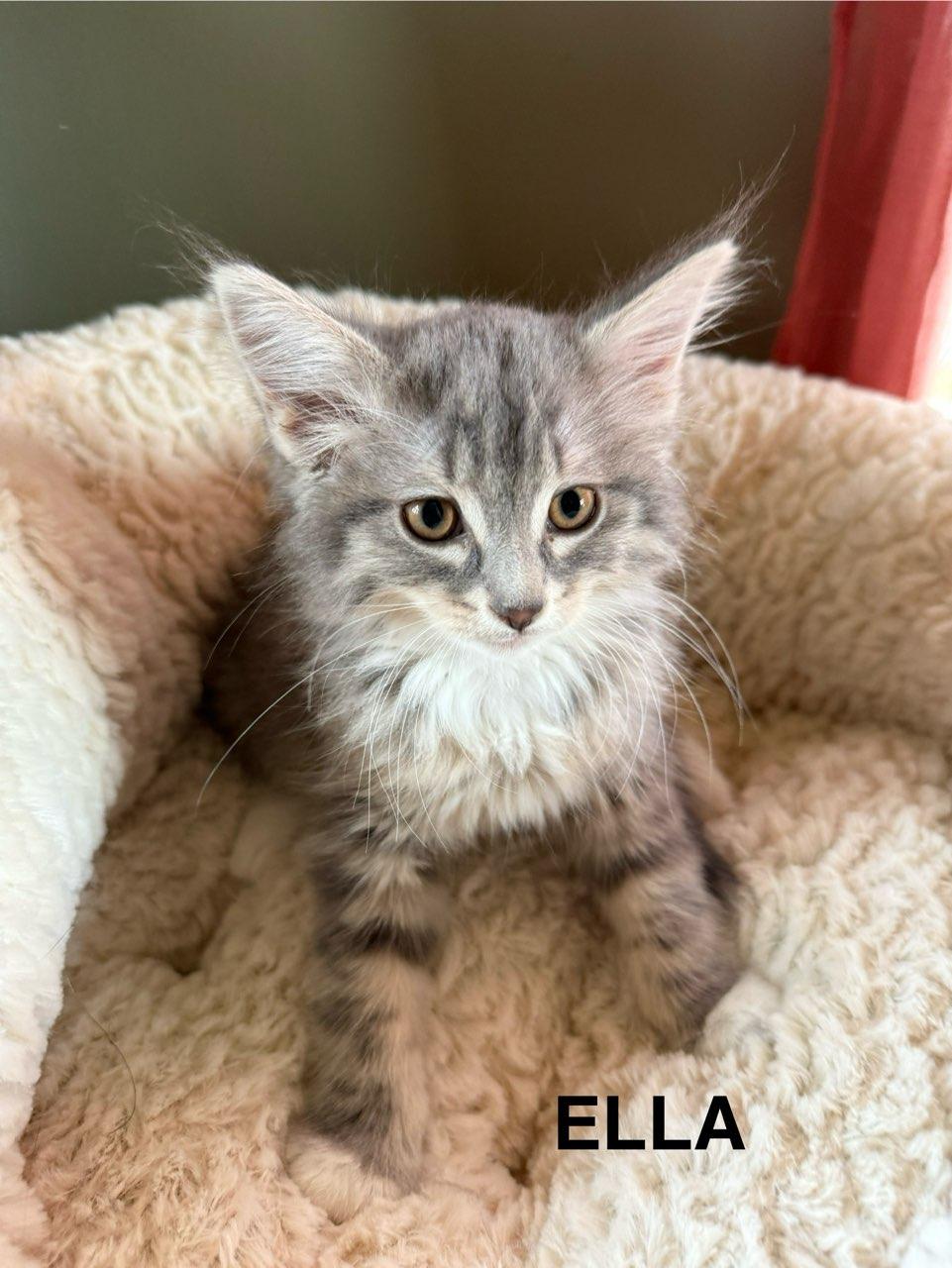 Cat for adoption - Ella, a Domestic Medium Hair in South Elgin, IL ...