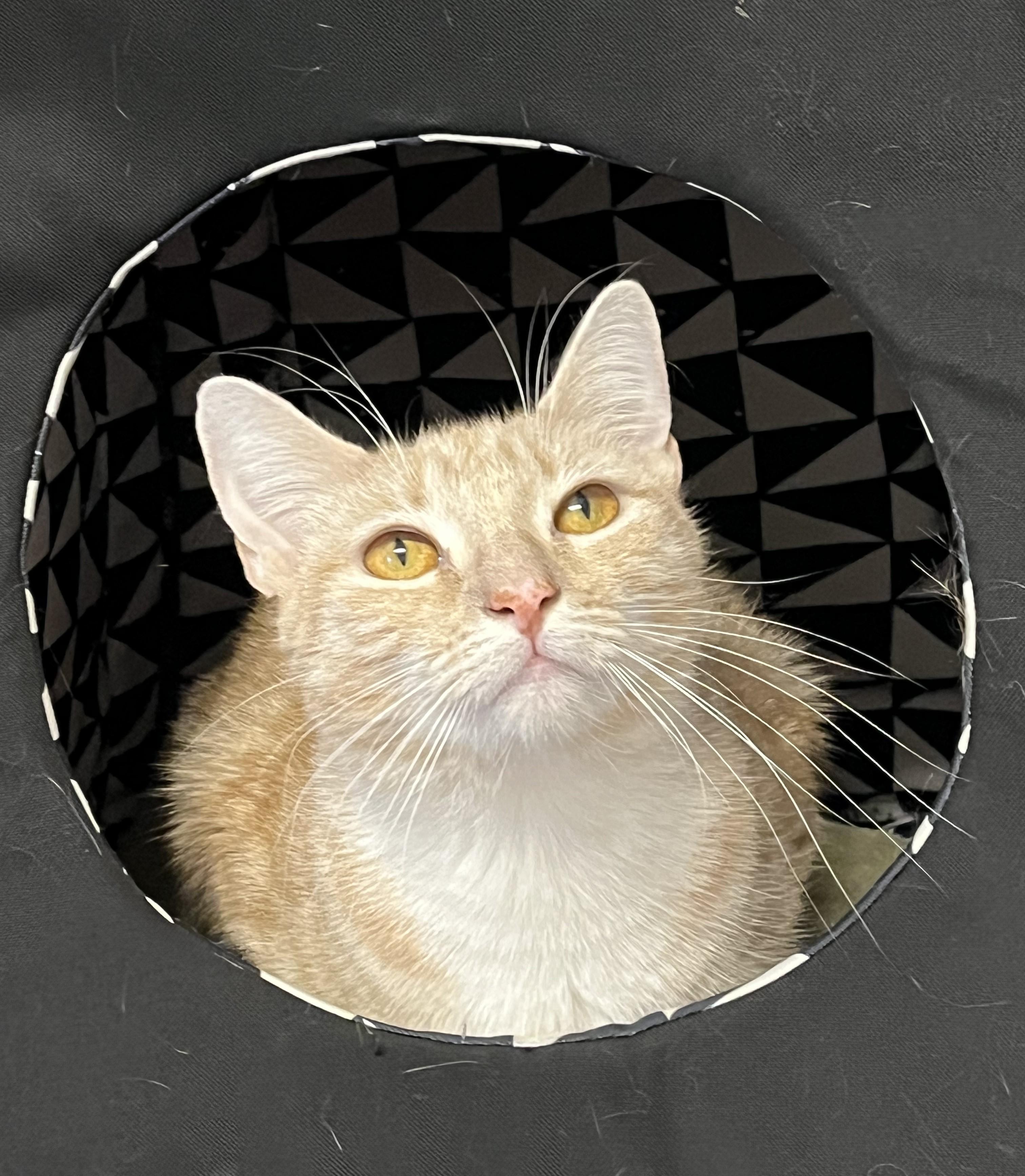 Cat for adoption - Flora, a Domestic Short Hair in Harrison, NY | Petfinder