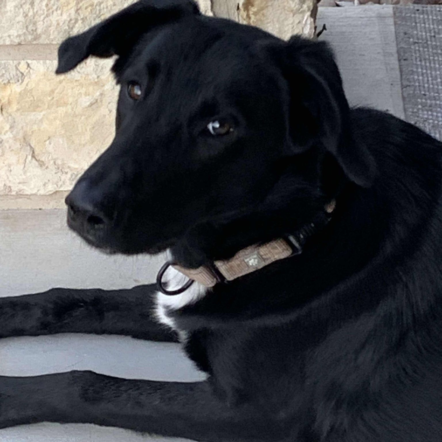 Dog for adoption - Hunter, a Black Labrador Retriever & Flat-Coated Retriever Mix in Brattleboro ...