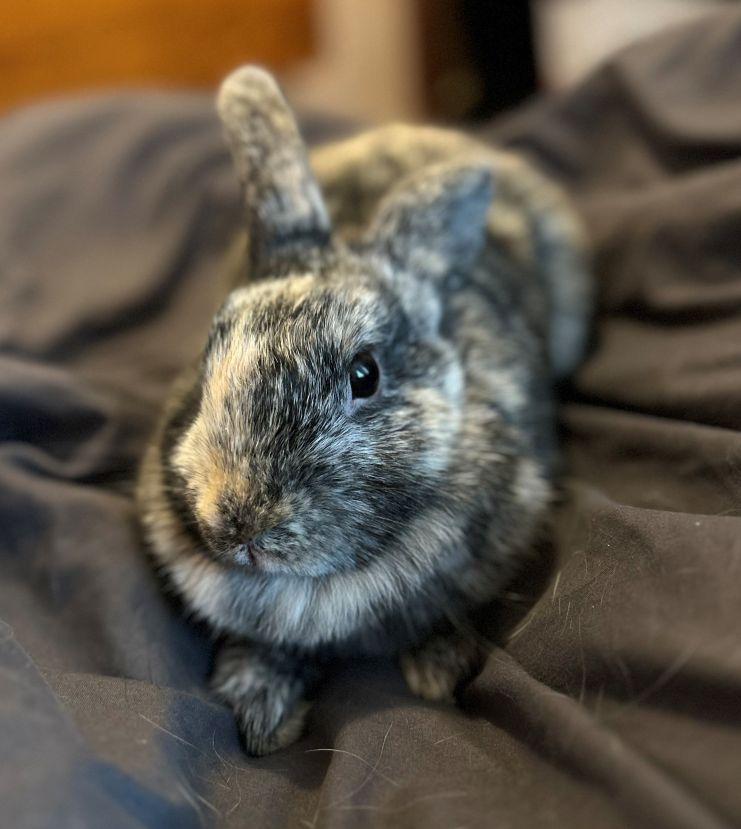 Rabbit for adoption - Minic, a Bunny Rabbit Mix in Utica, NY | Petfinder
