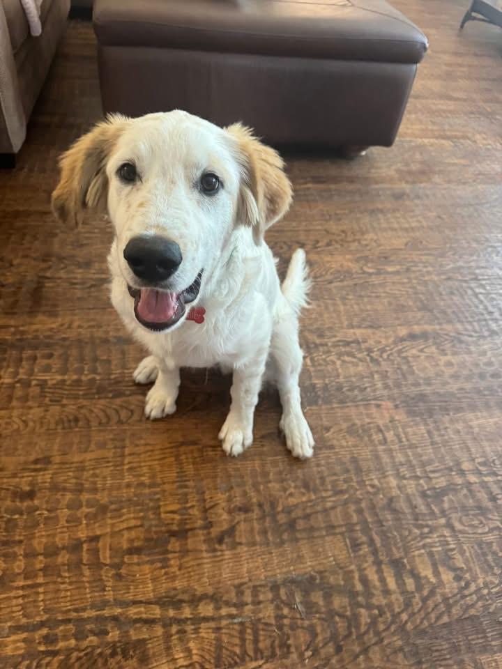 Dog for adoption - Ned, an English Setter & Labrador Retriever Mix in ...