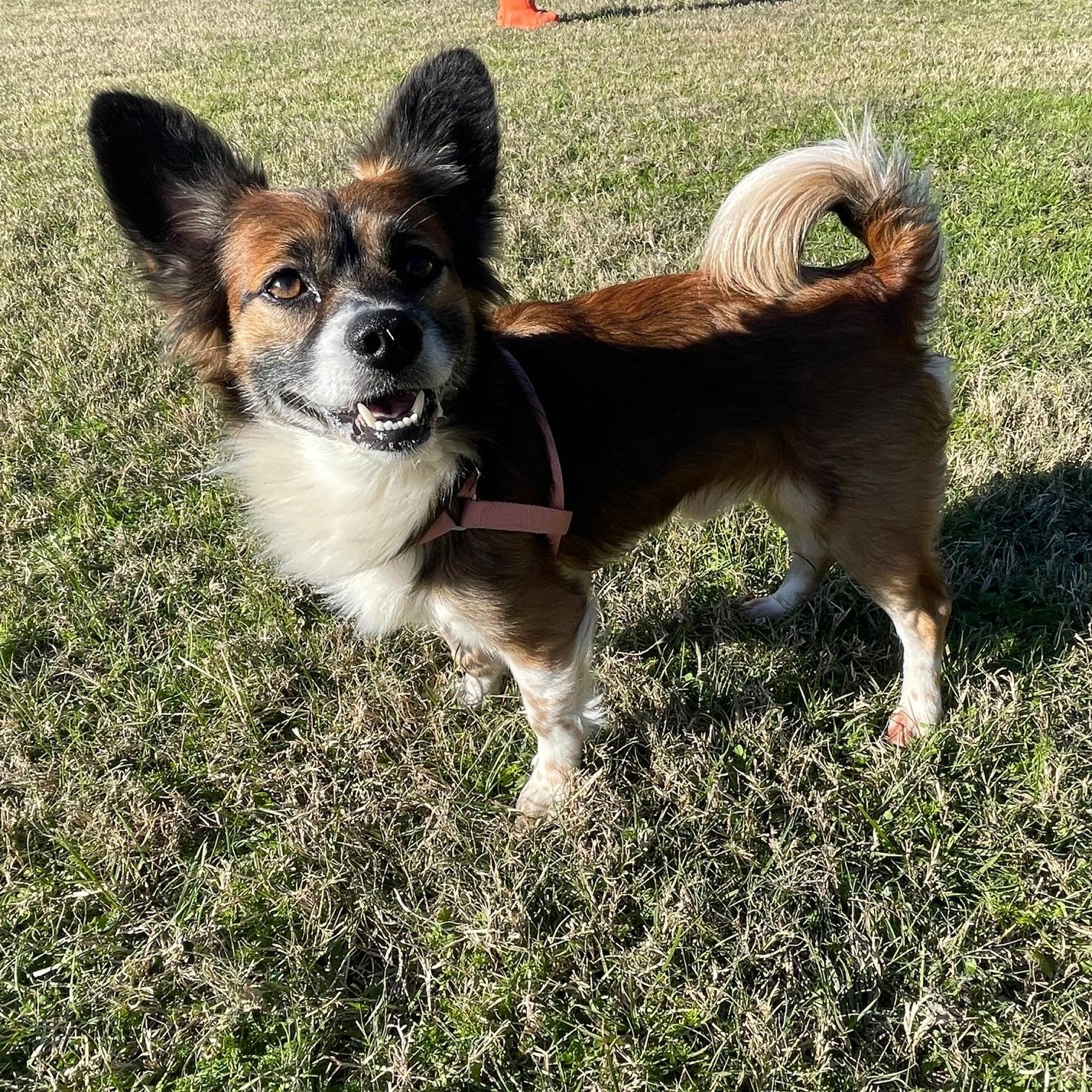 Dog for adoption - RANDOLPH, a Papillon & Corgi Mix in Dunn Loring, VA ...