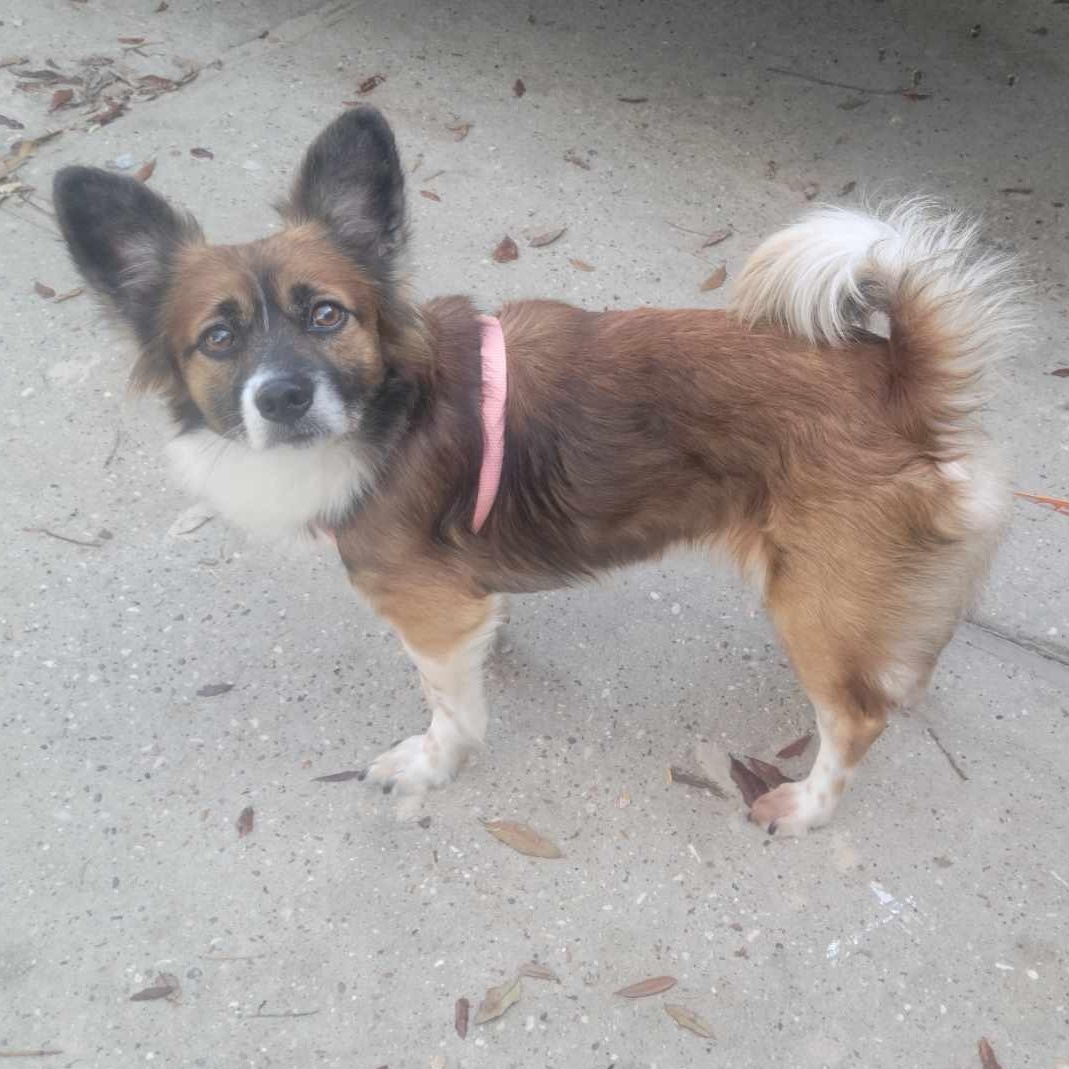 Dog for adoption - RANDOLPH, a Papillon & Corgi Mix in Dunn Loring, VA ...