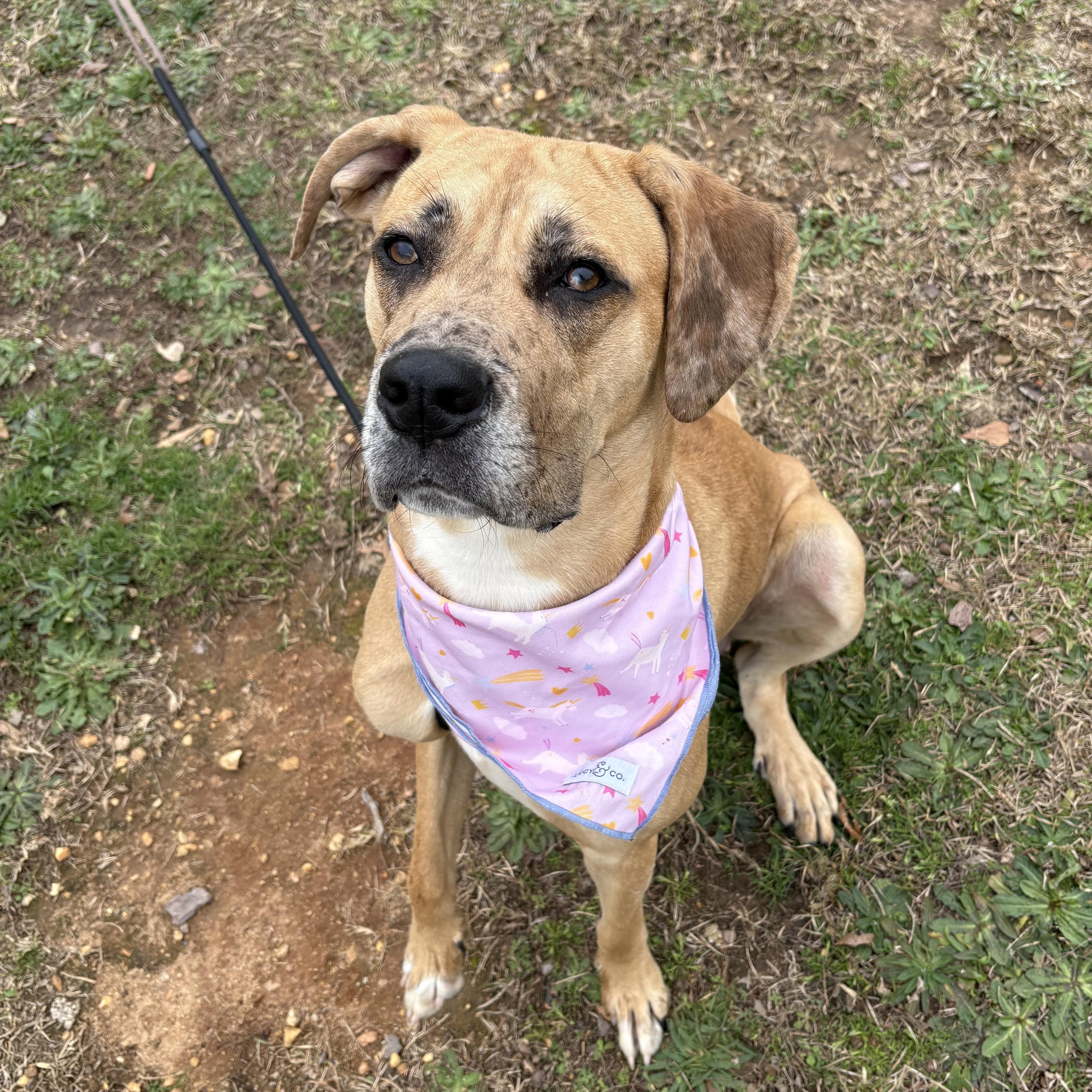 Dog for adoption - Pandora, a Great Dane Mix in Frederick , MD | Petfinder