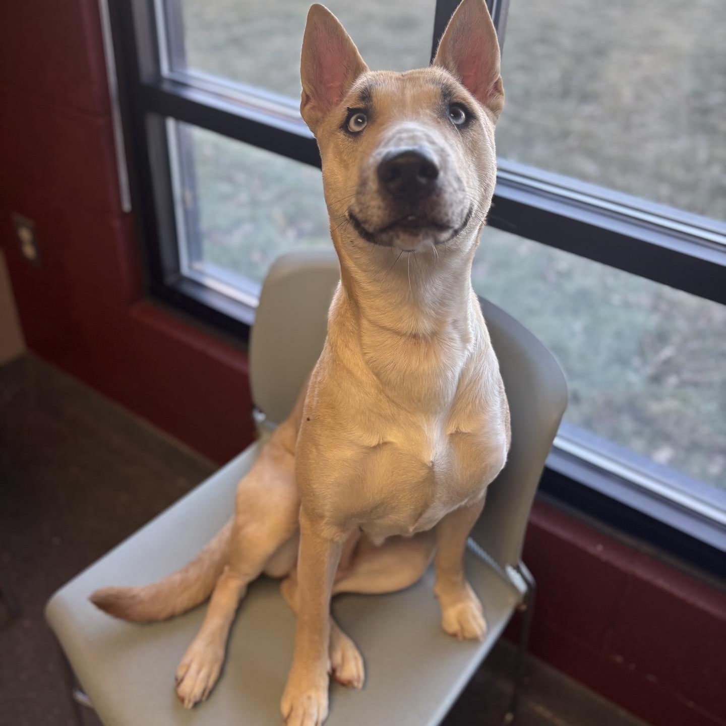 Tabitha - Adoptable Pet | Petfinder | Petfinder