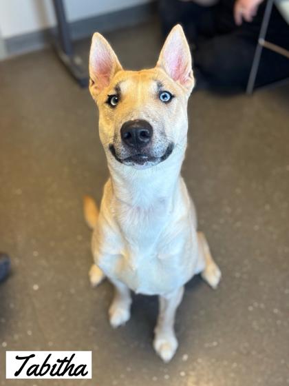 Tabitha - Adoptable Pet | Petfinder | Petfinder
