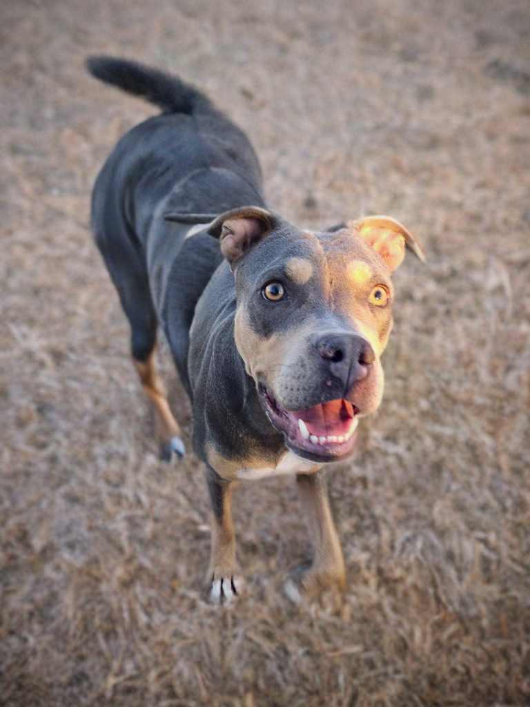 Dog for adoption - Sophia, a Blue Lacy Mix in Chicago, IL | Petfinder