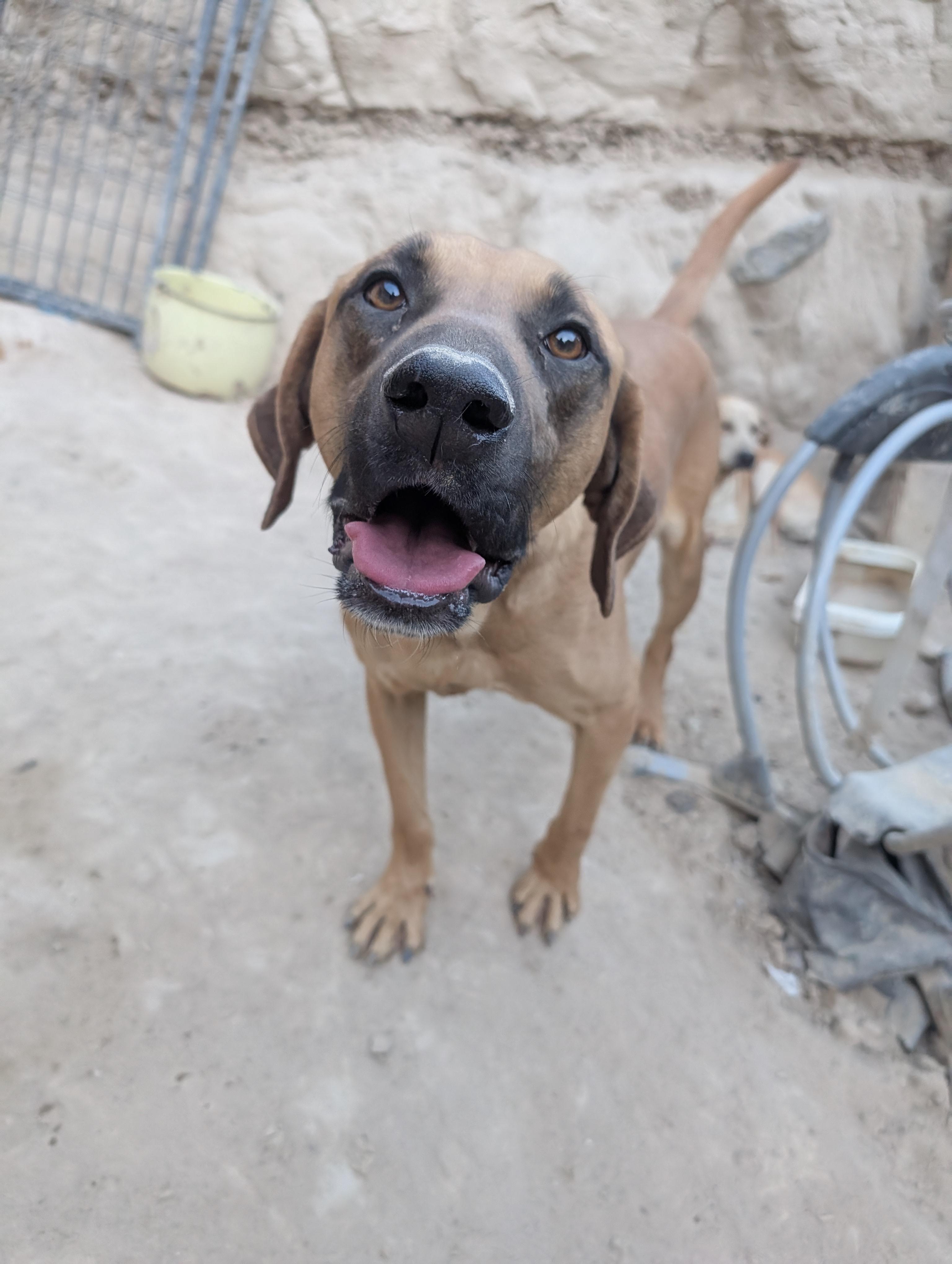 Dog for adoption - Canelo, a Mixed Breed in Puyallup, WA | Petfinder